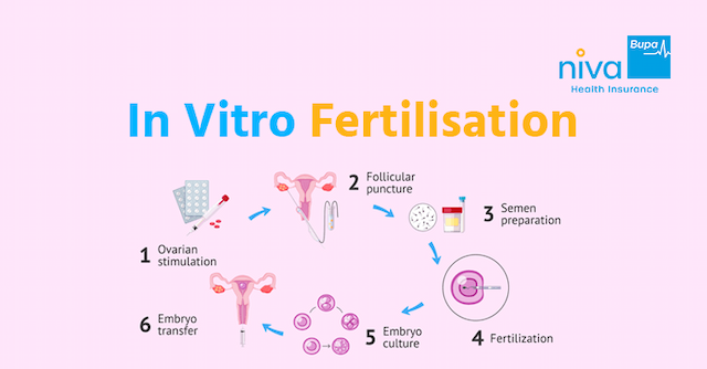 IVF Explained: What You Need to Know About In Vitro Fertilisation